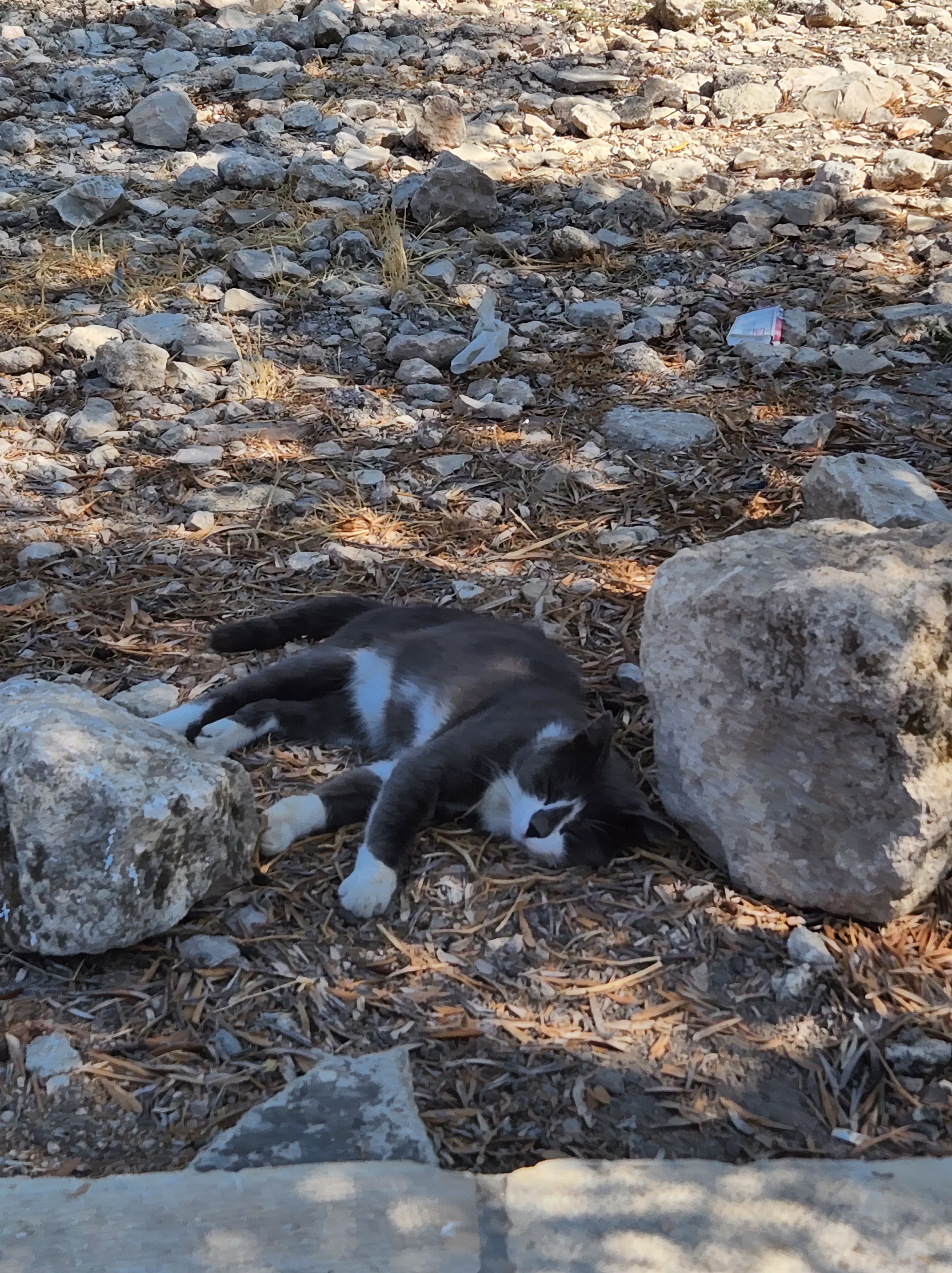 temple mount and the maranatha cry. – Stevens To The One